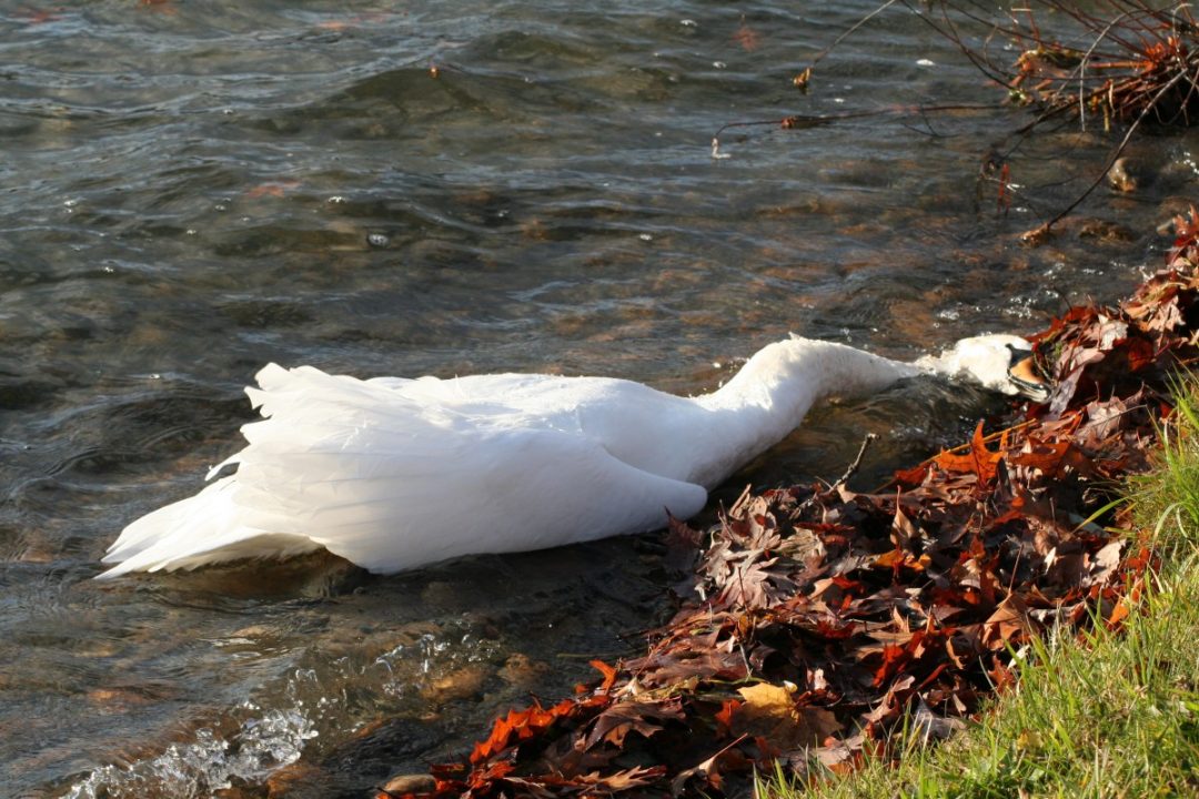 Killer Swan - Clark Lake Spirit Foundation