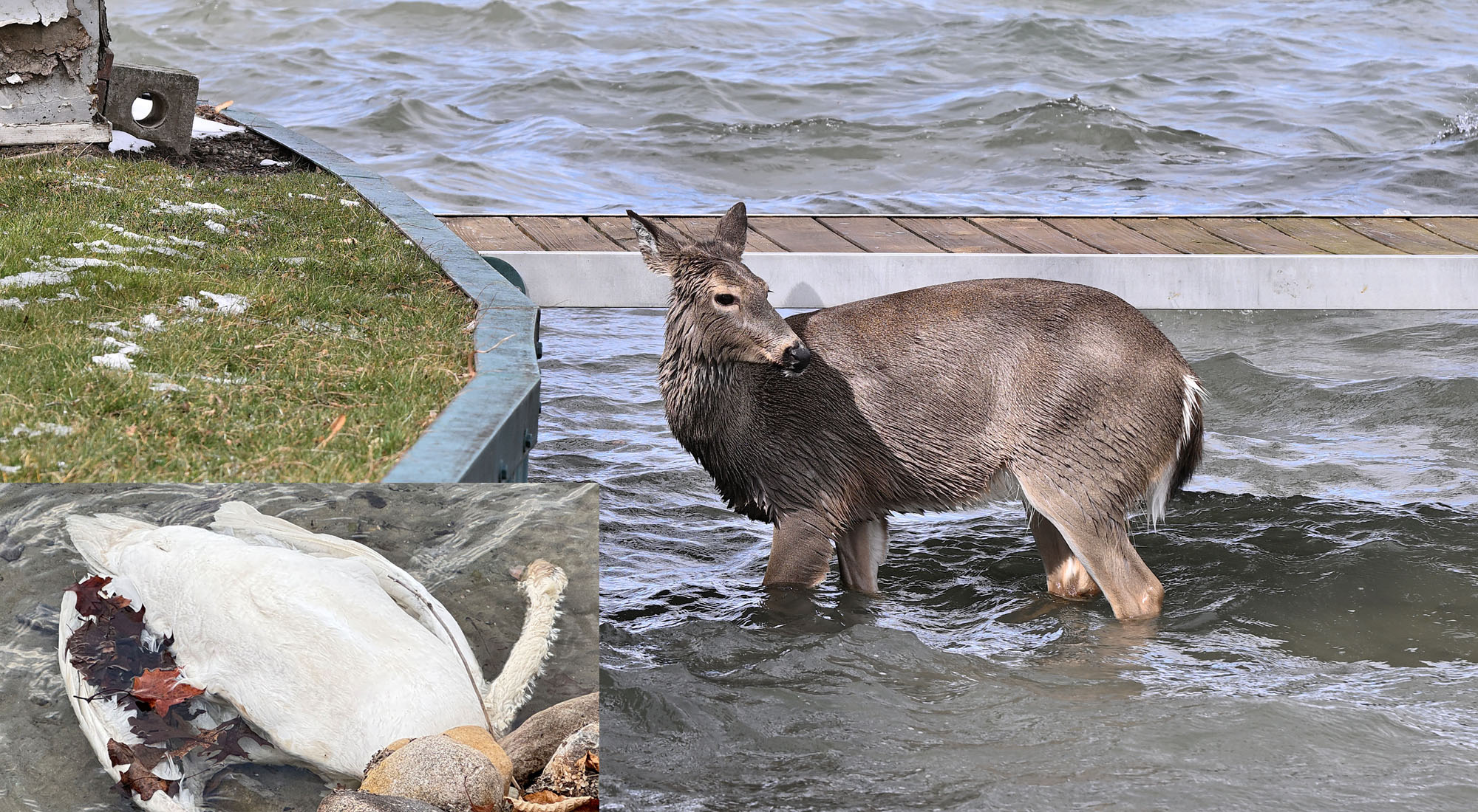 Dead Swans and Dazed Deer - Clark Lake Spirit Foundation